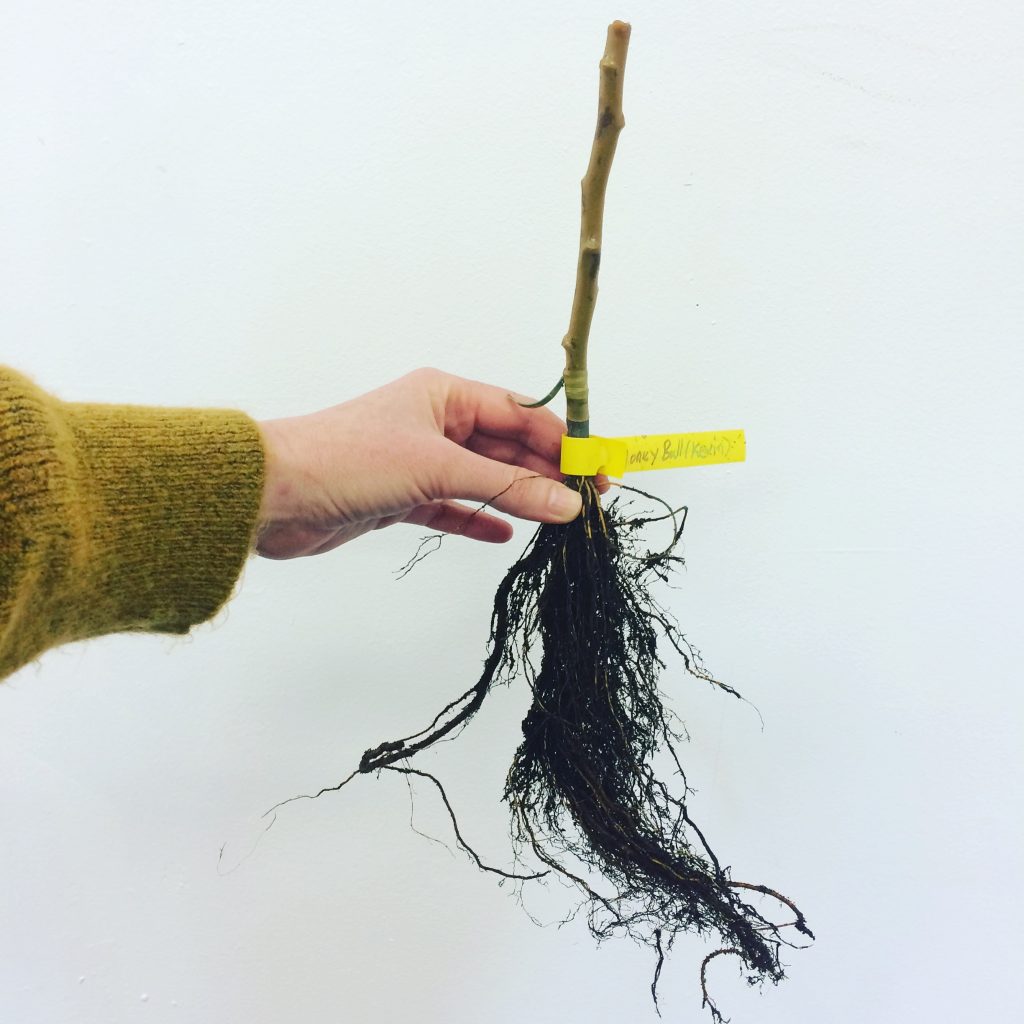 Seoidín O’Sullivan – CITIZEN ARTIST - Common Ground
